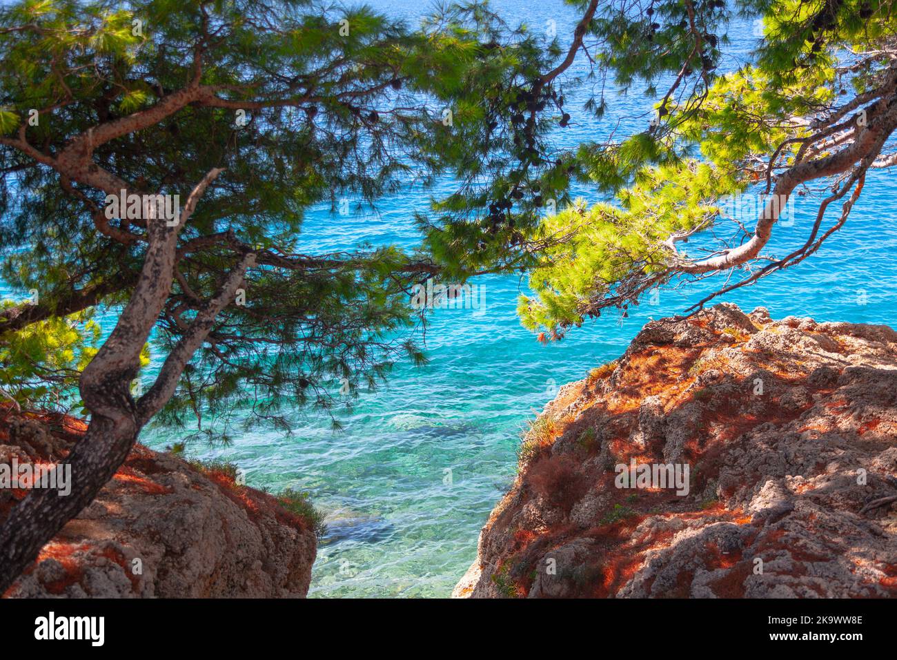Evergreen branches over the sea . Tropical coastal nature . Trees ...