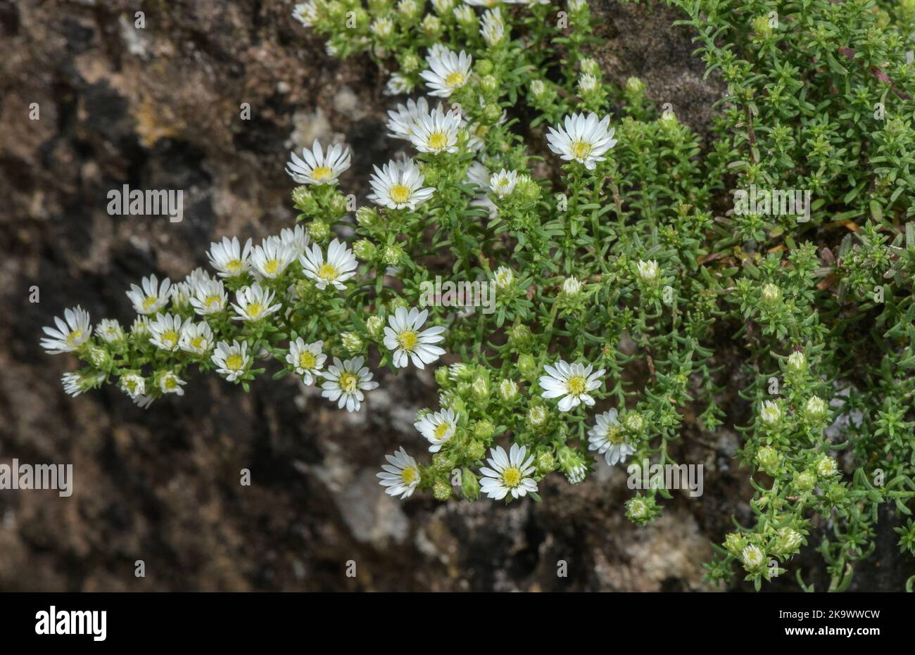 White heath aster, Symphyotrichum ericoides, in flower. From the USA ...