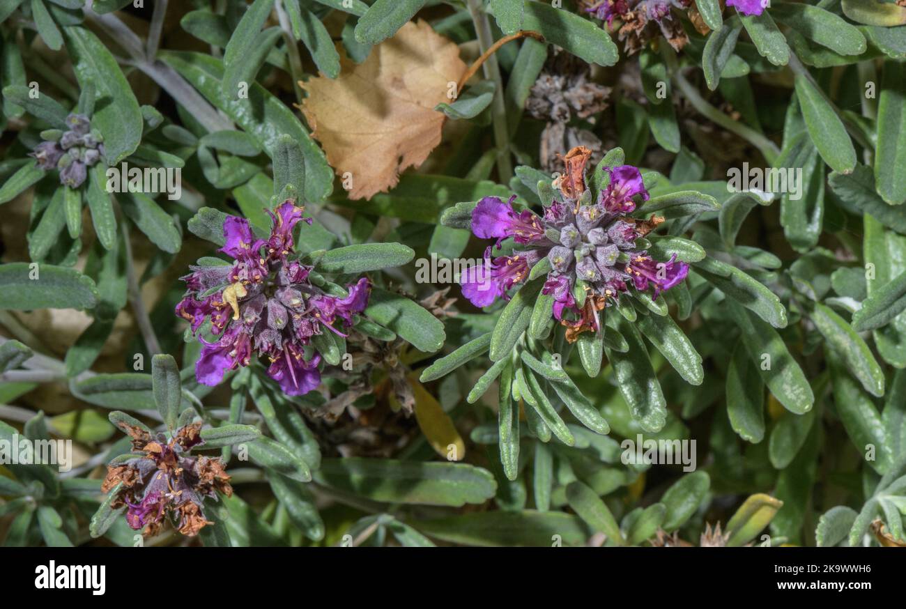Silver germander hi-res stock photography and images - Alamy