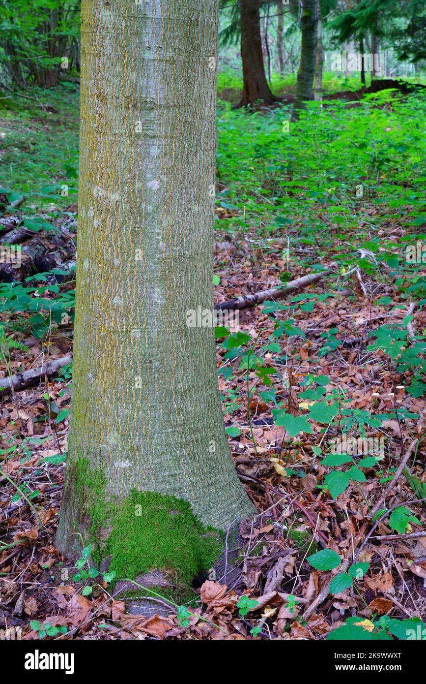 Bole of a tree hi-res stock photography and images - Alamy