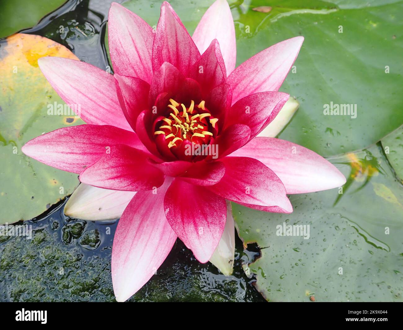 Over exposed image hi-res stock photography and images - Alamy
