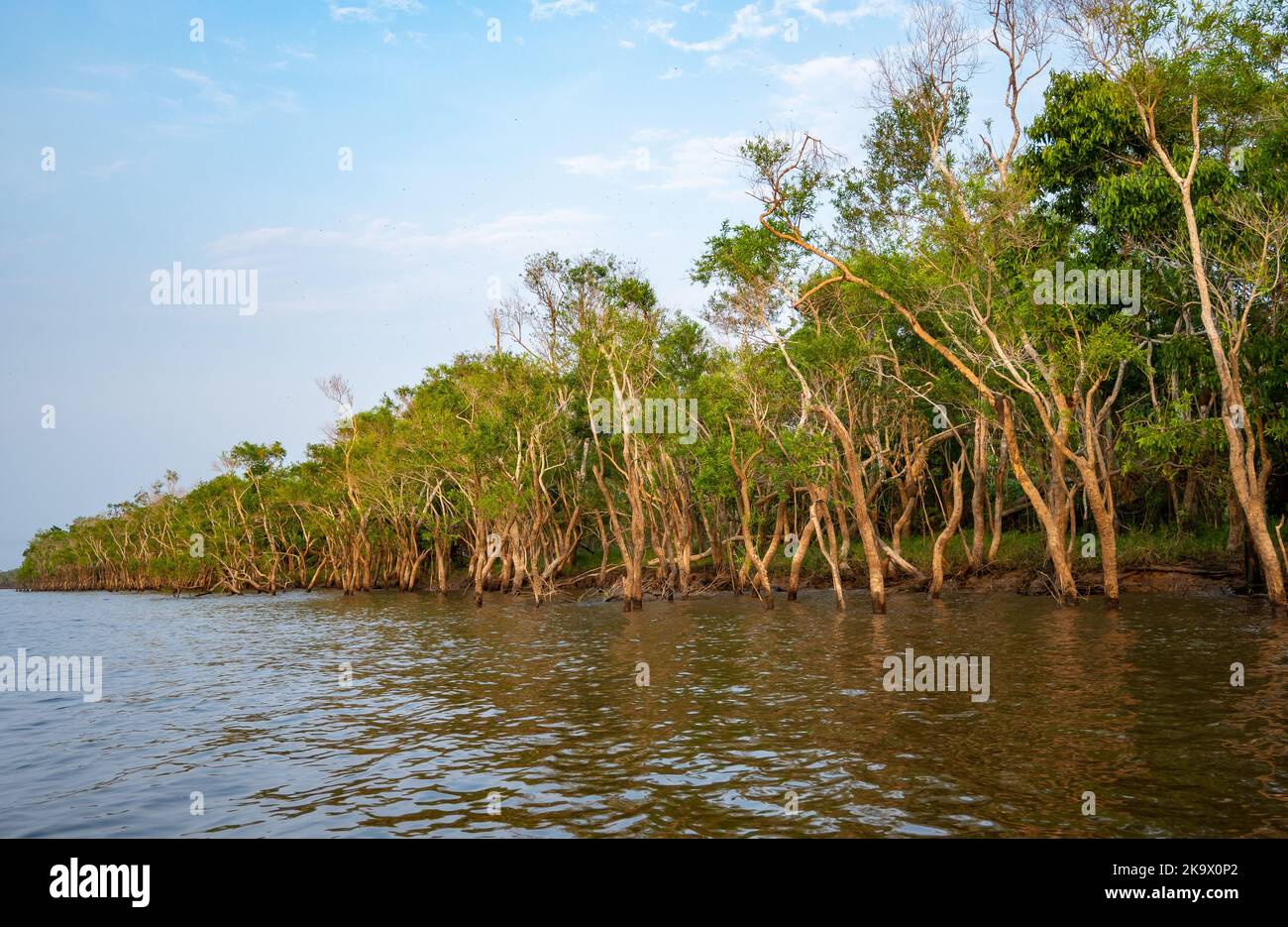 Seasonally flooded varzea forest along the Amazon river. Itacoatiara ...