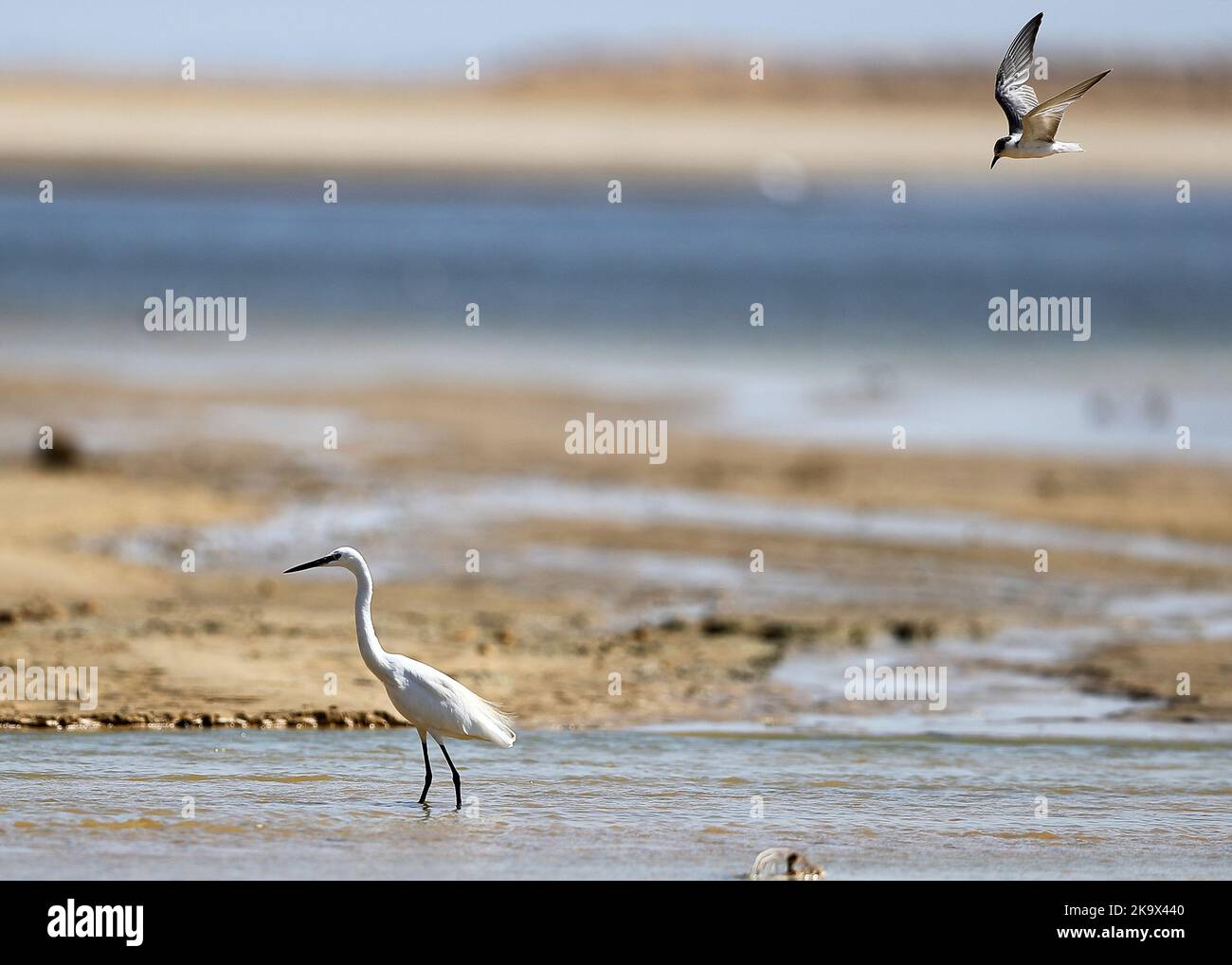 Fayoum. 29th Oct, 2022. This photo taken on Oct. 29, 2022 shows the ...