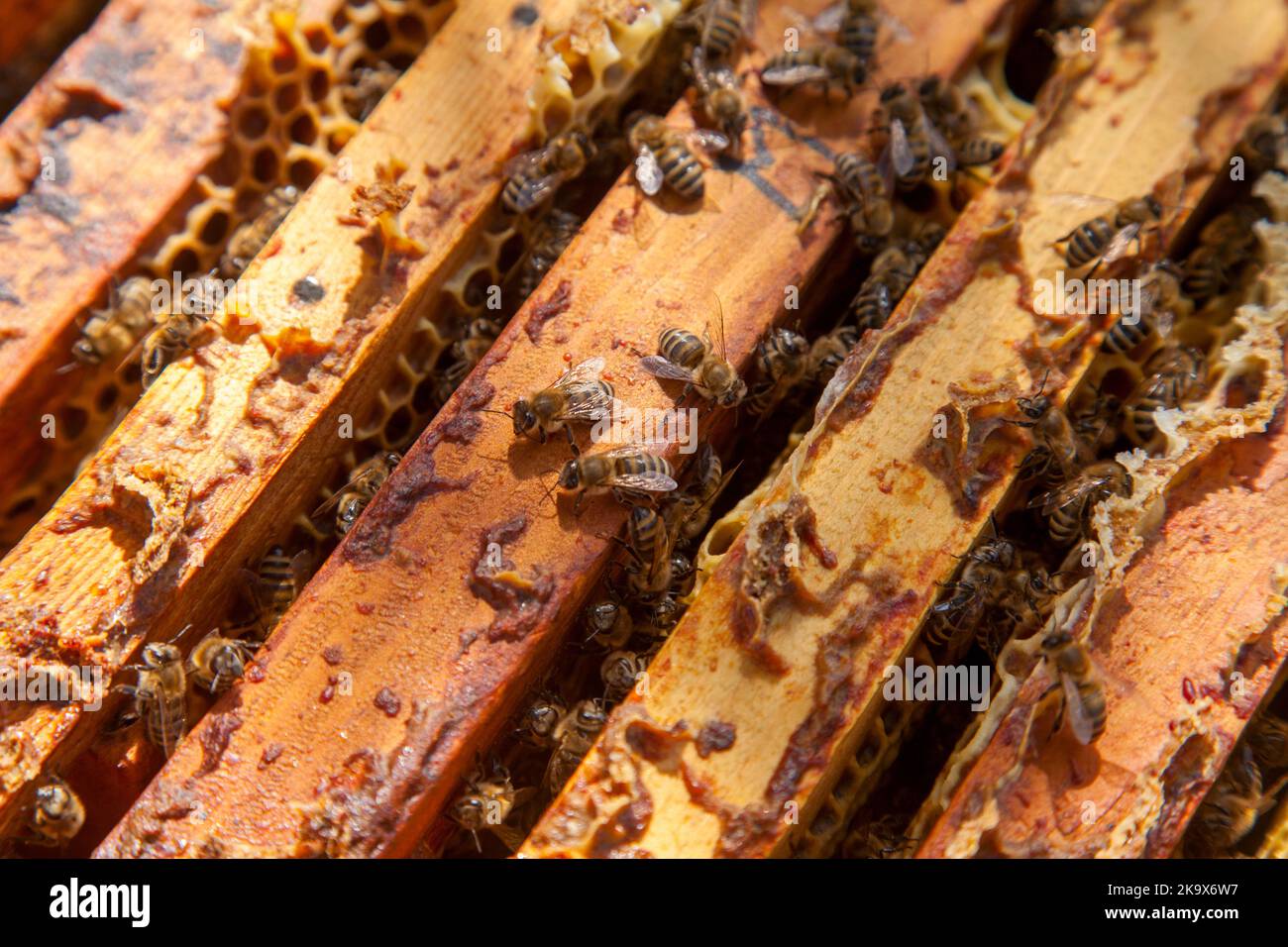 Frames of a beehive. Close up view of the opened hive body showing the ...