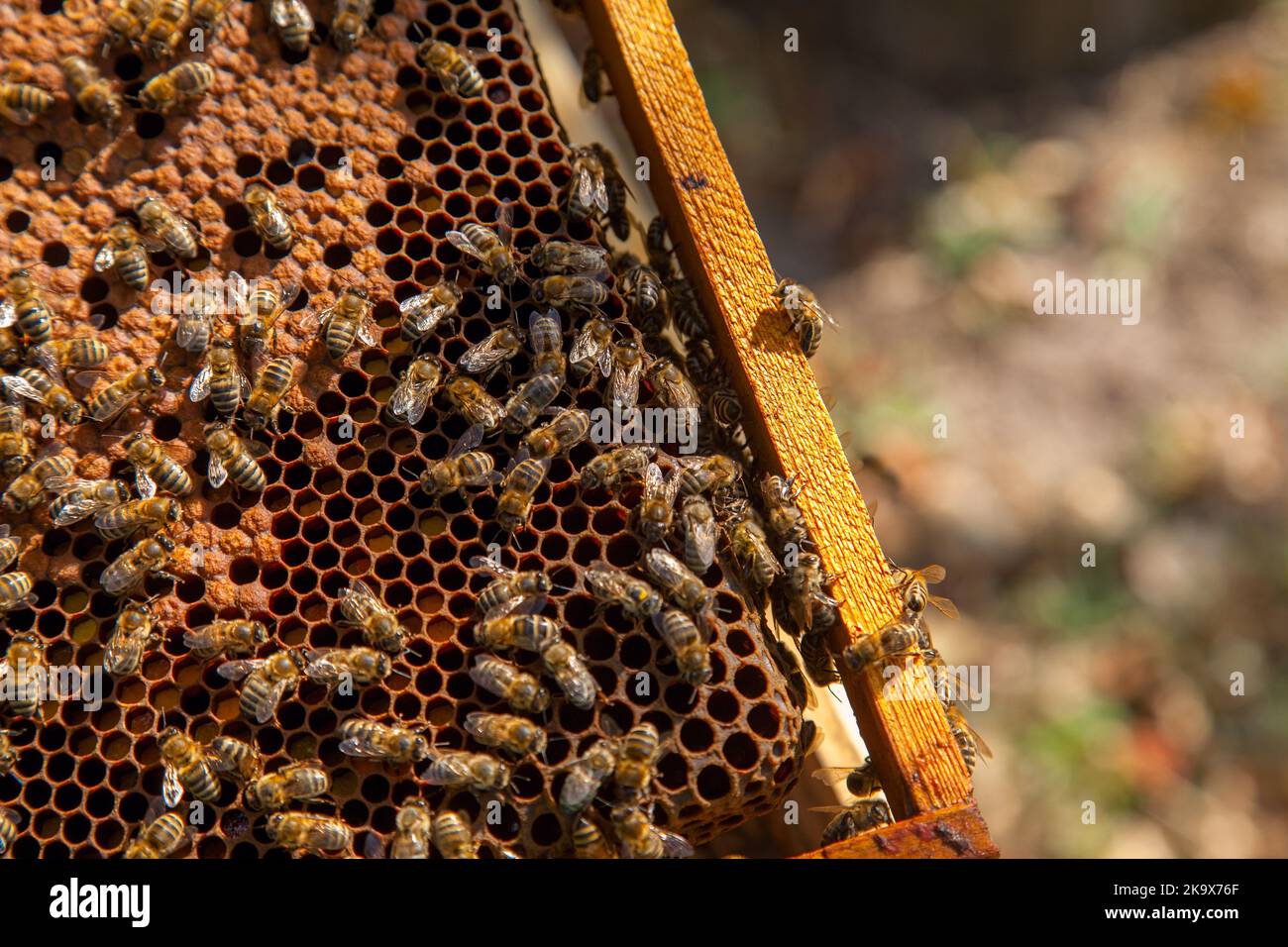 Frames of a beehive. Busy bees inside the hive with open and sealed ...