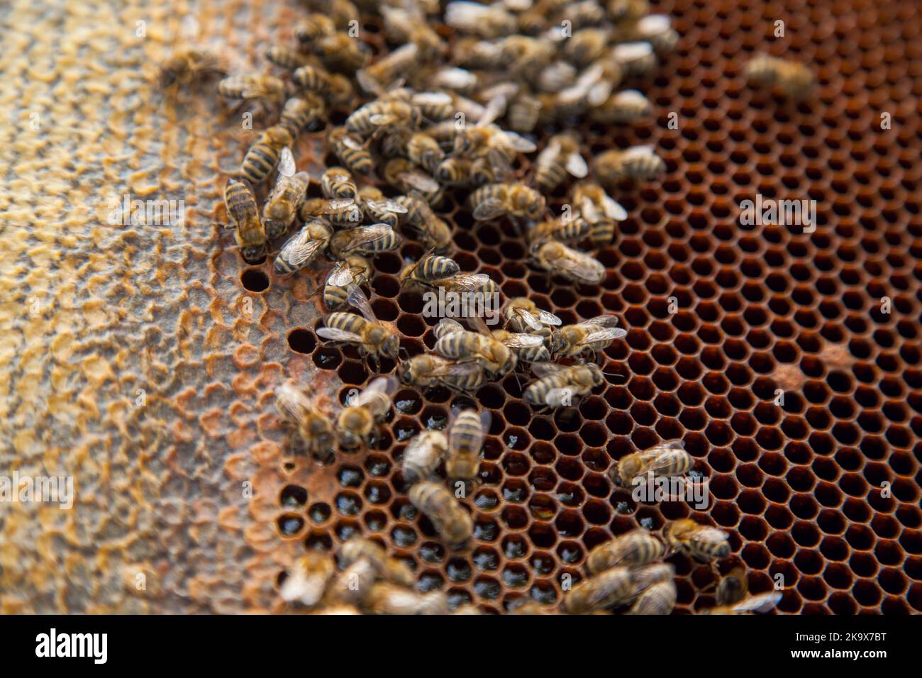 Frames of a beehive just taken from beehive with sweet honey. Busy bees ...