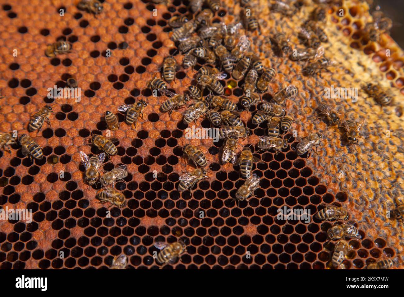 Frames of a beehive. Busy bees inside the hive with open and sealed ...