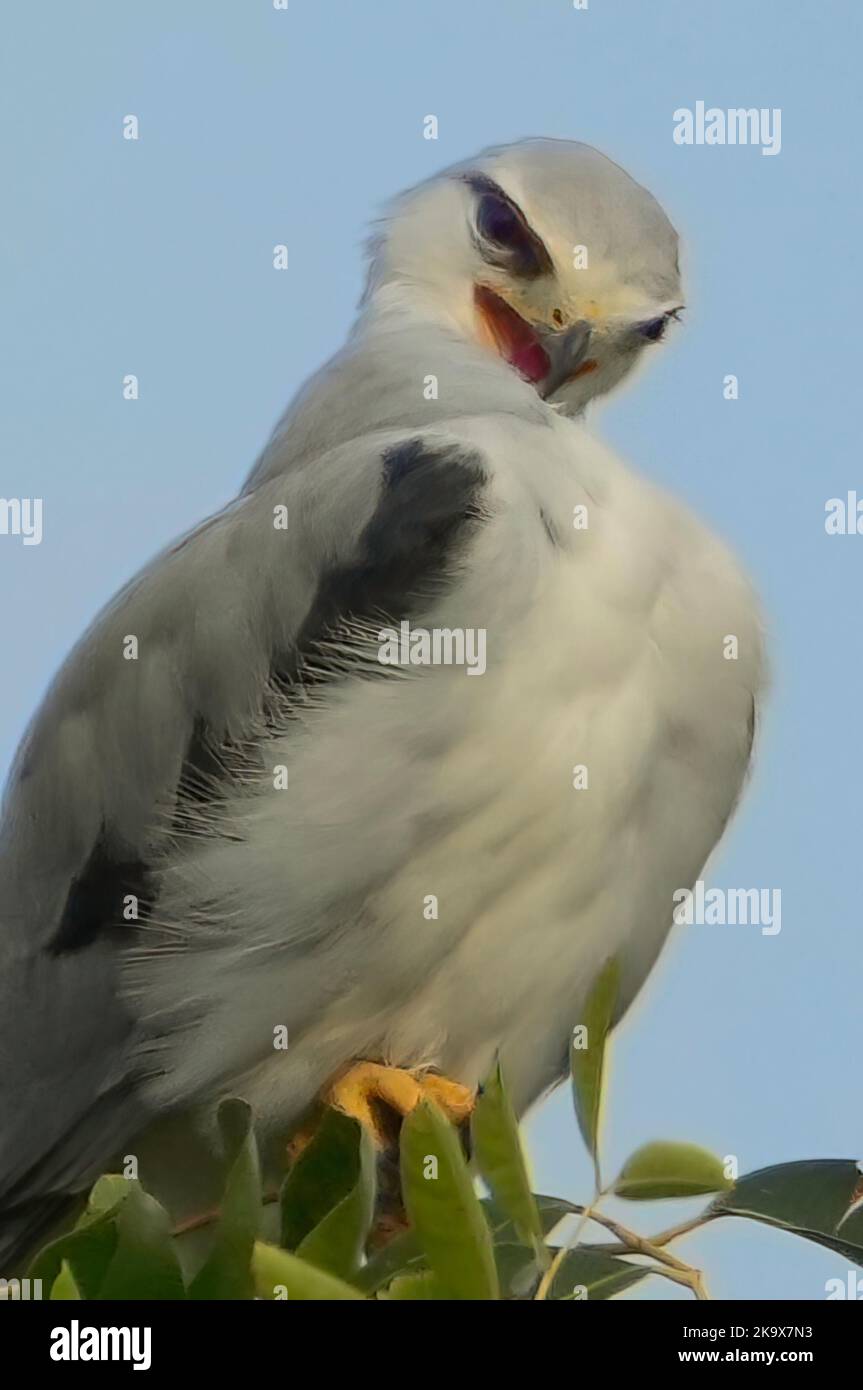Black Winged Kite Stock Photo - Alamy