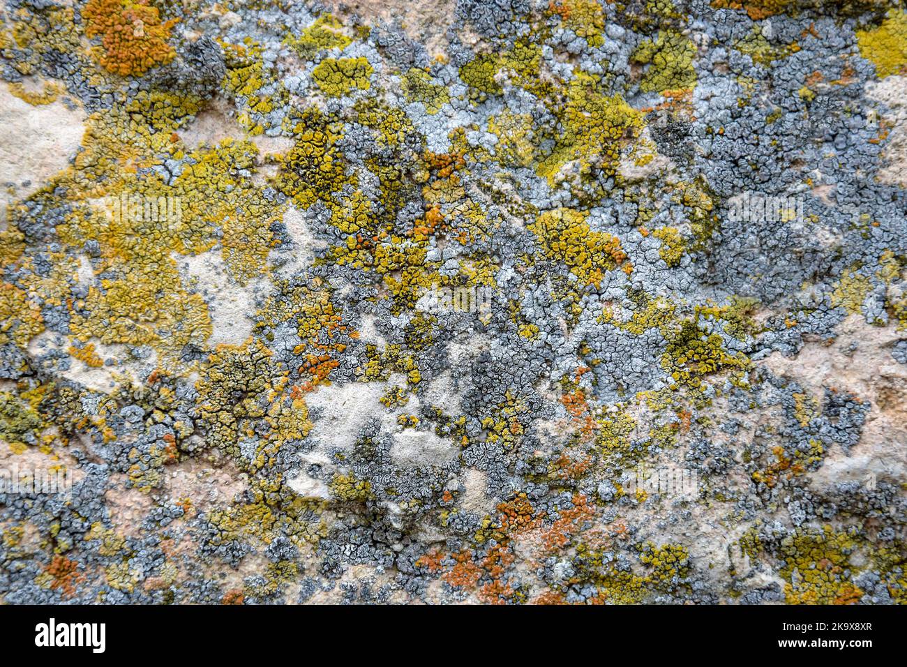 Colorful Moss on Concrete Wall. Aged wall of old building with ...