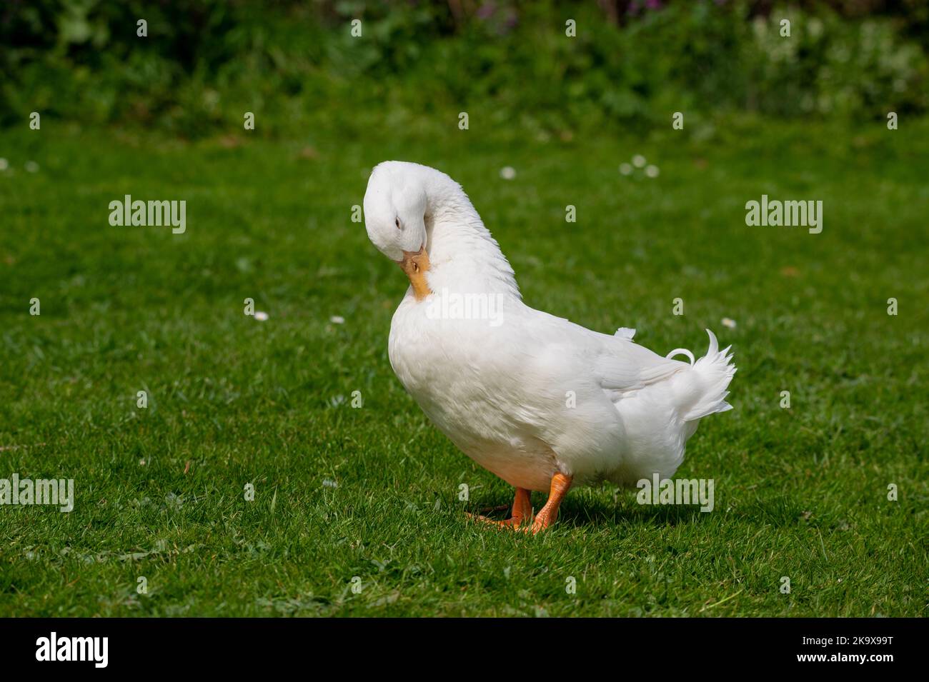 Large white heavy duck also known America Pekin Duck, Long Island Duck ...