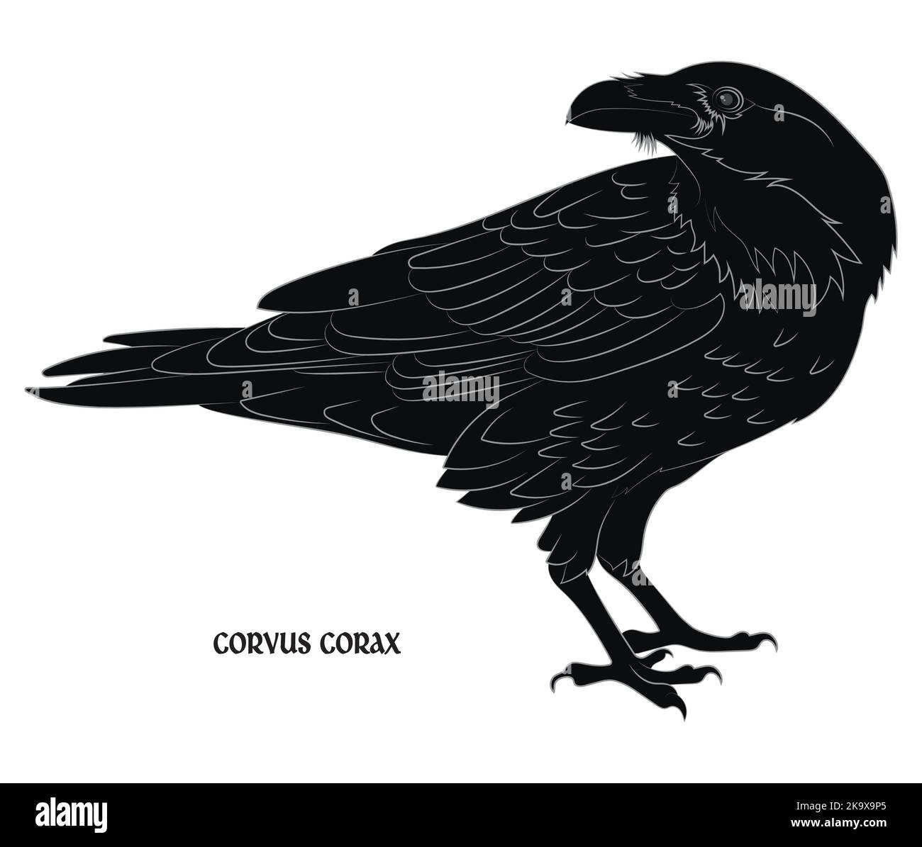 Black raven crow silhouette hi-res stock photography and images - Alamy