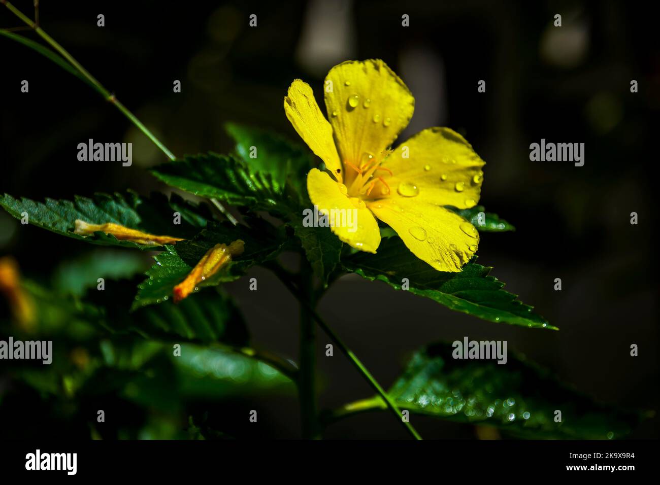 Flowers in Barbados Stock Photo - Alamy