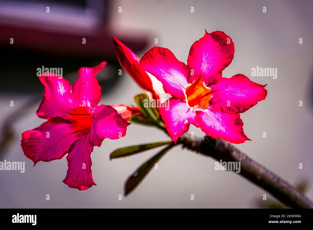 Flowers in Barbados Stock Photo - Alamy