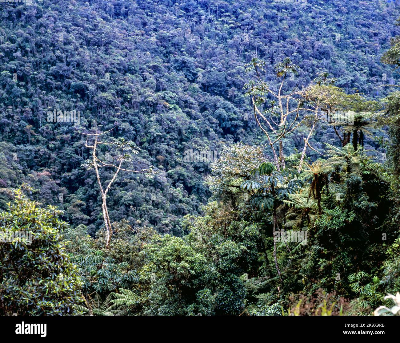 The Yungas, Bolivia, Coroico valley,Death road Stock Photo - Alamy