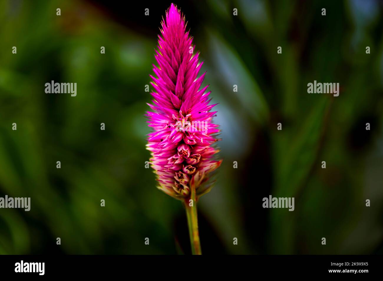Flowers in Barbados Stock Photo - Alamy