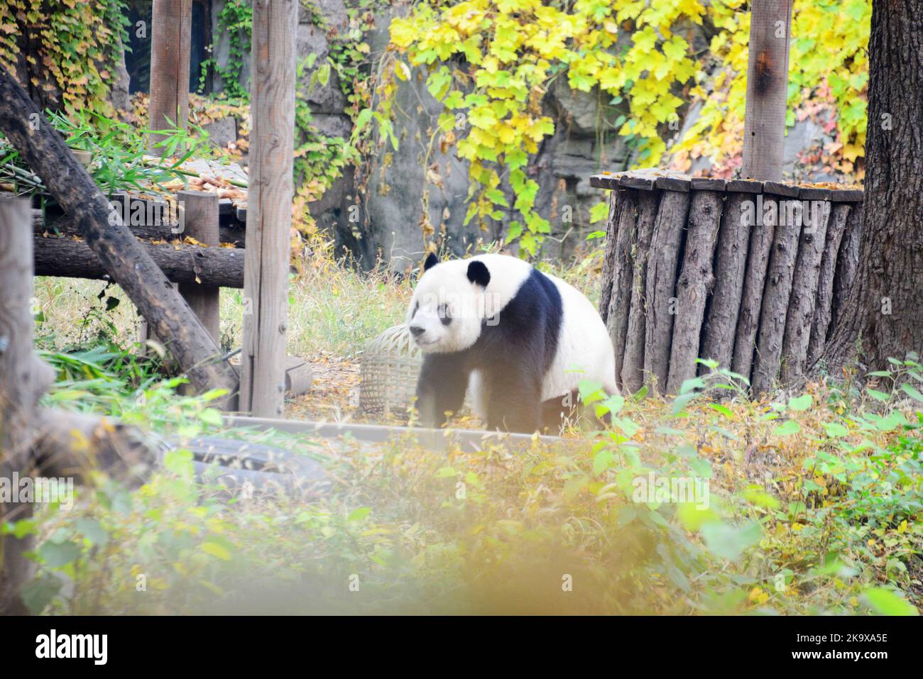 BEIJING, CHINA - OCTOBER 30, 2022 - A giant panda eats bamboo at the ...