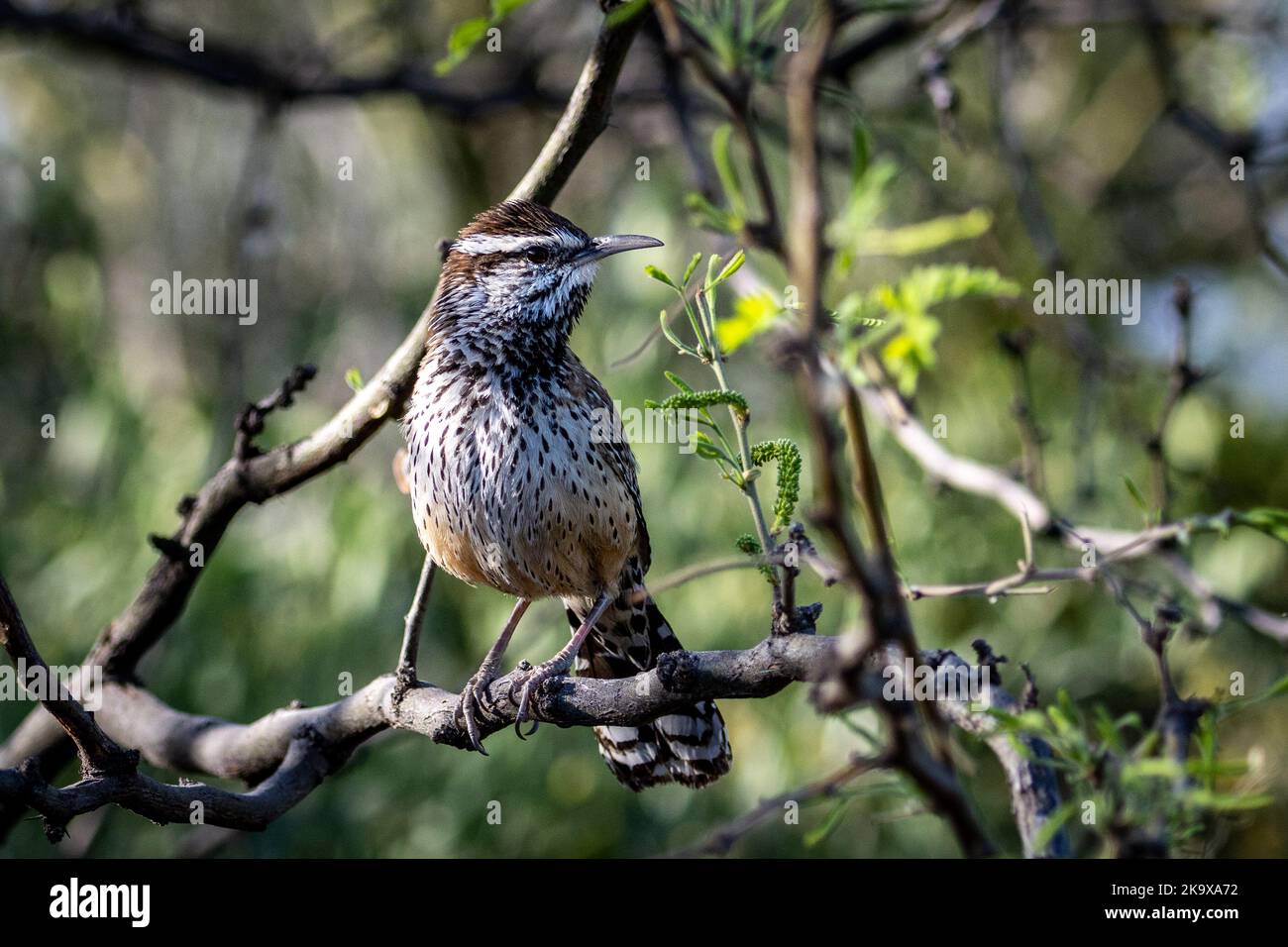 Perched Bird at Arizona-Sonora Desert Museum in Tucson, Arizona Stock ...