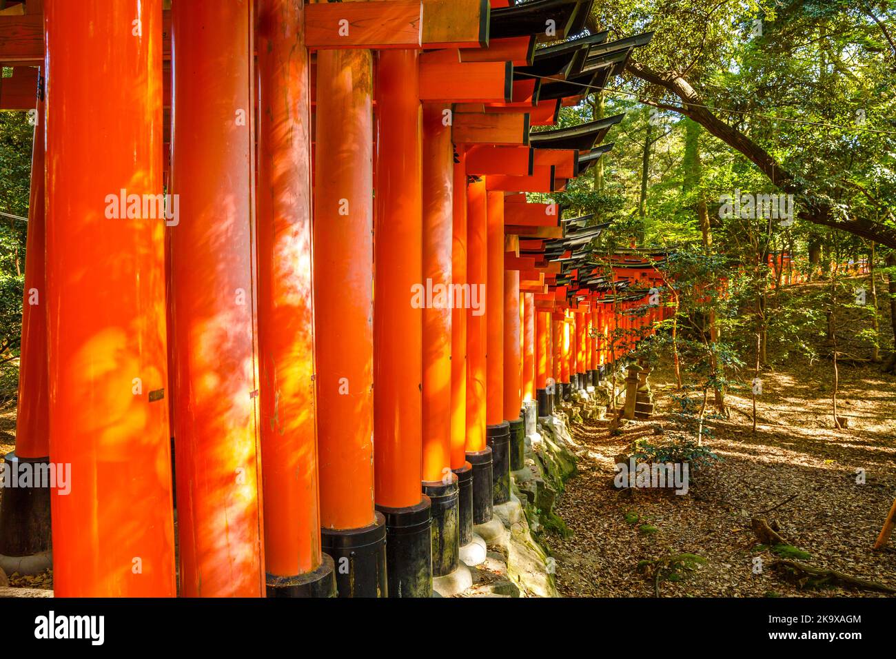 Red Torii gates at Fushimi Inari taisha lining the paths in Kyoto ...