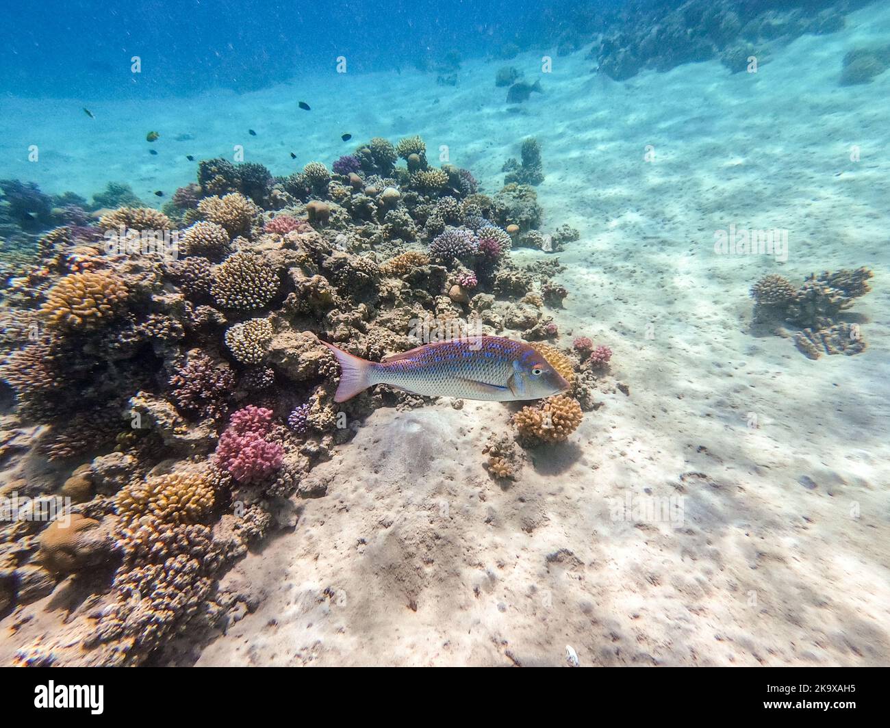Tropical Spangled Emperor fish known as Lethrinus Nebulosus underwater ...