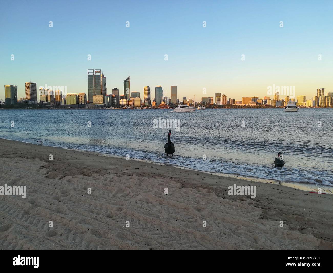 Two Black Swans on the shoreline of Swan River in Perth, Western ...