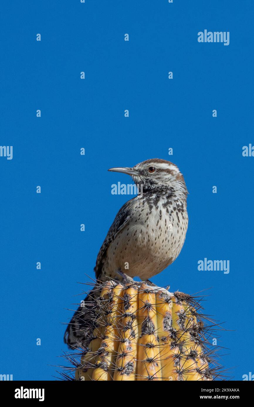 Perched Bird at Arizona-Sonora Desert Museum in Tucson, Arizona Stock ...