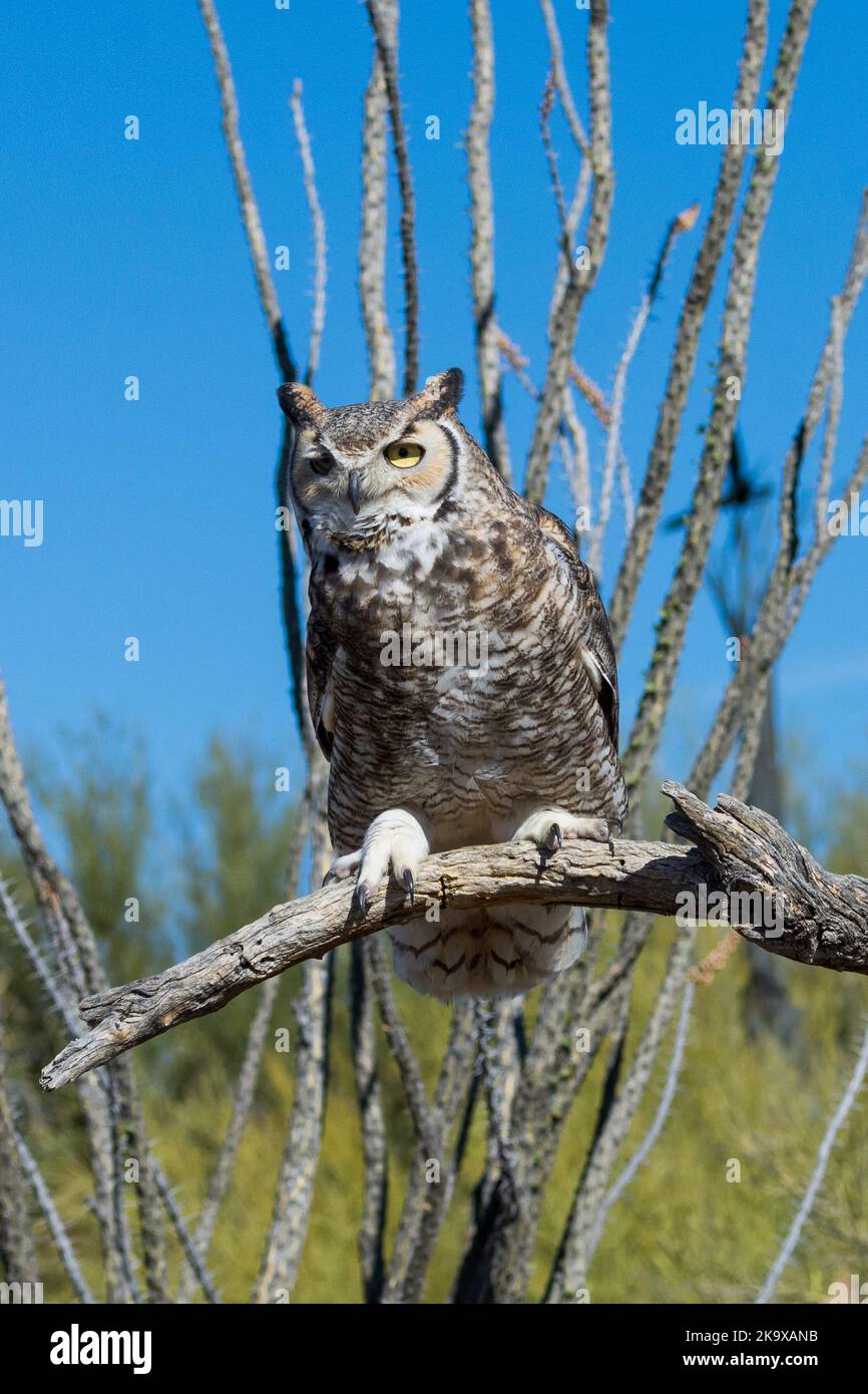 Arizona raptor hi-res stock photography and images - Alamy