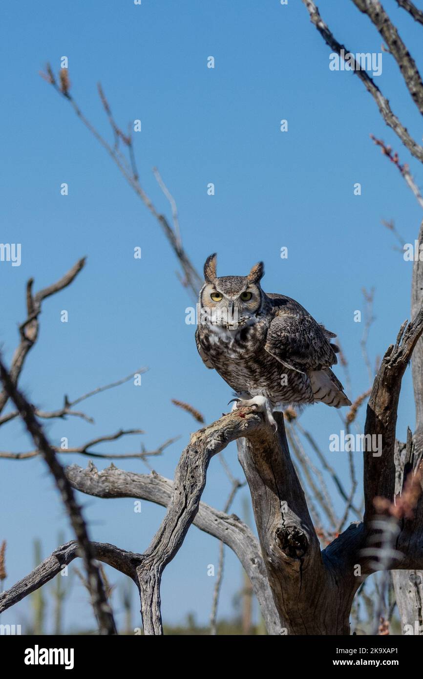 Perched Raptor at Arizona-Sonora Desert Museum in Tucson, Arizona Stock ...