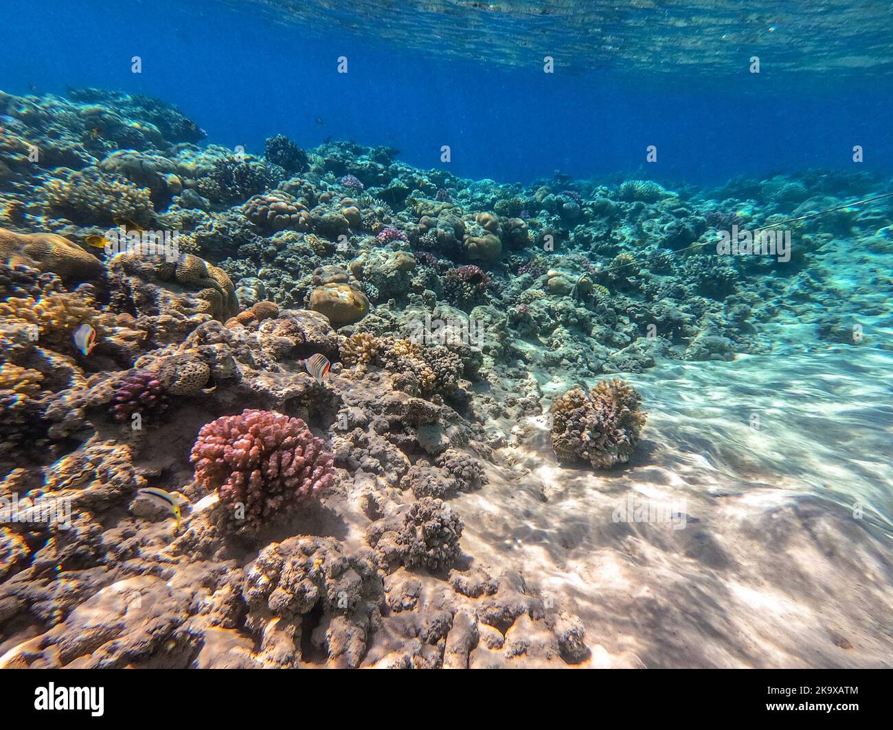 Underwater panoramic view of coral reef with tropical fish, seaweeds ...