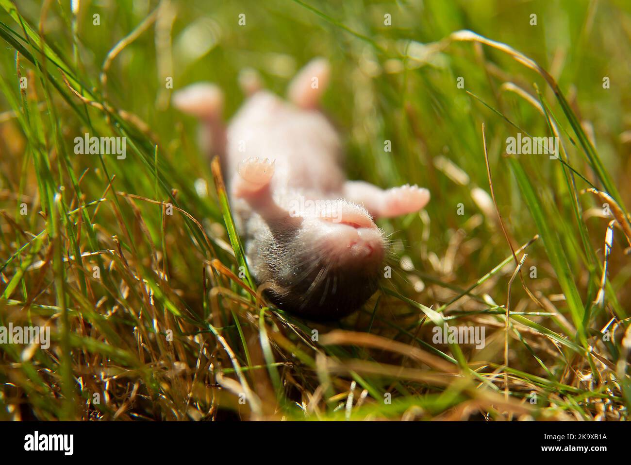 A dead little mouse is lying on the grass. The corpse rodent. A newborn ...