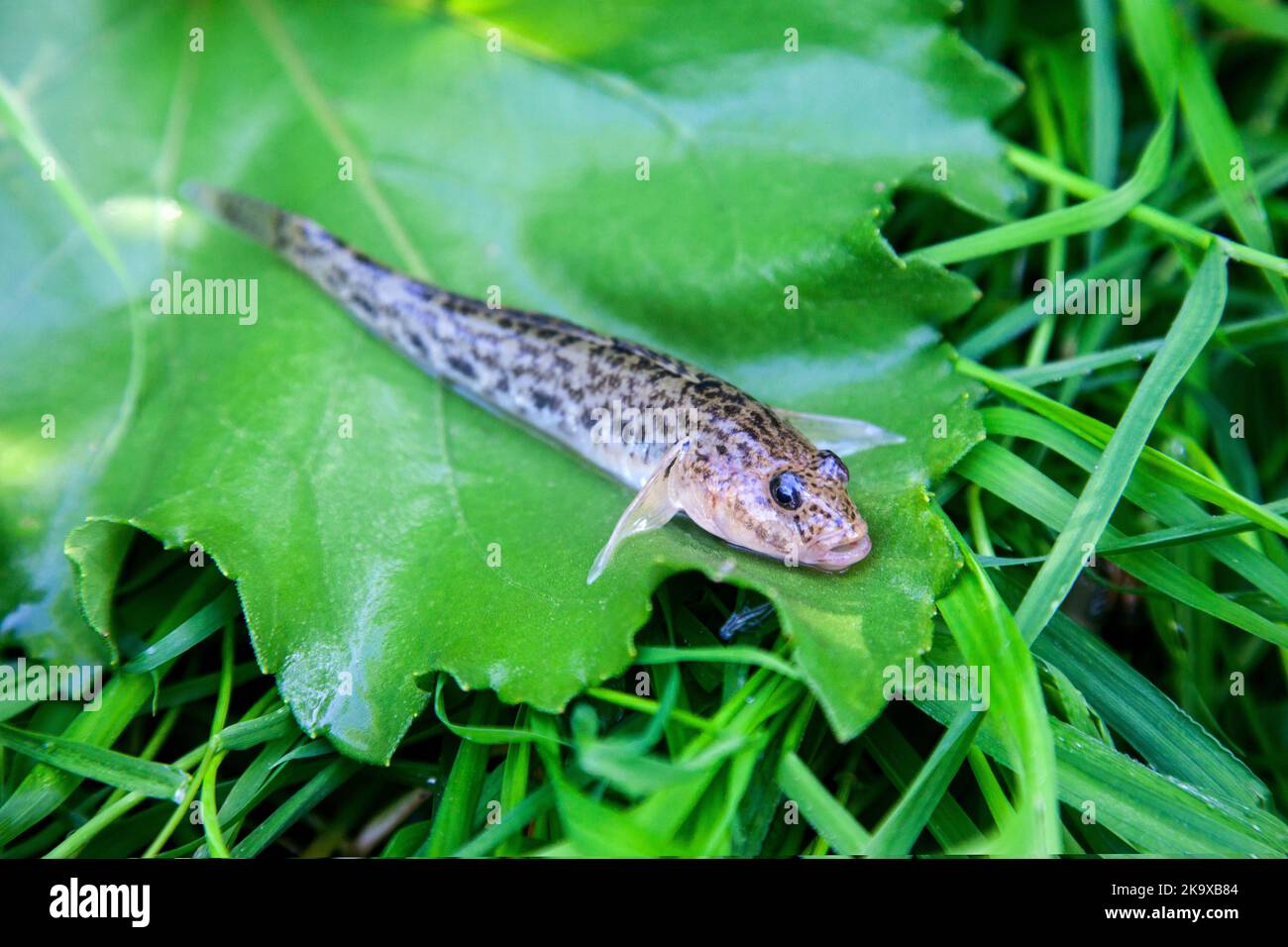 Freshwater bullhead fish or round goby fish known as Neogobius ...