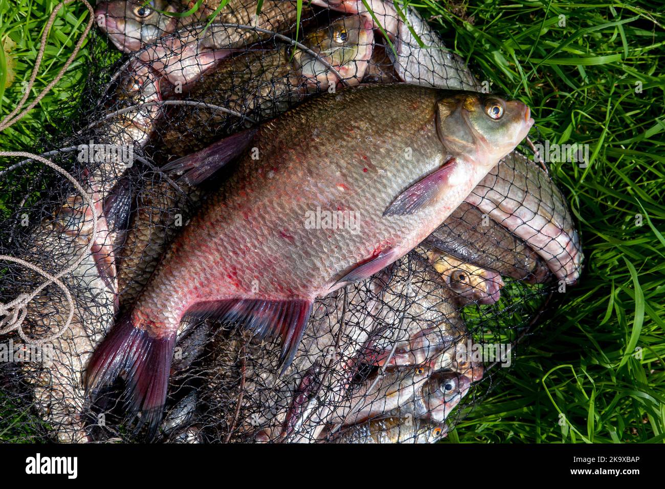 Good catch. Close up view of just taken from the water big freshwater ...