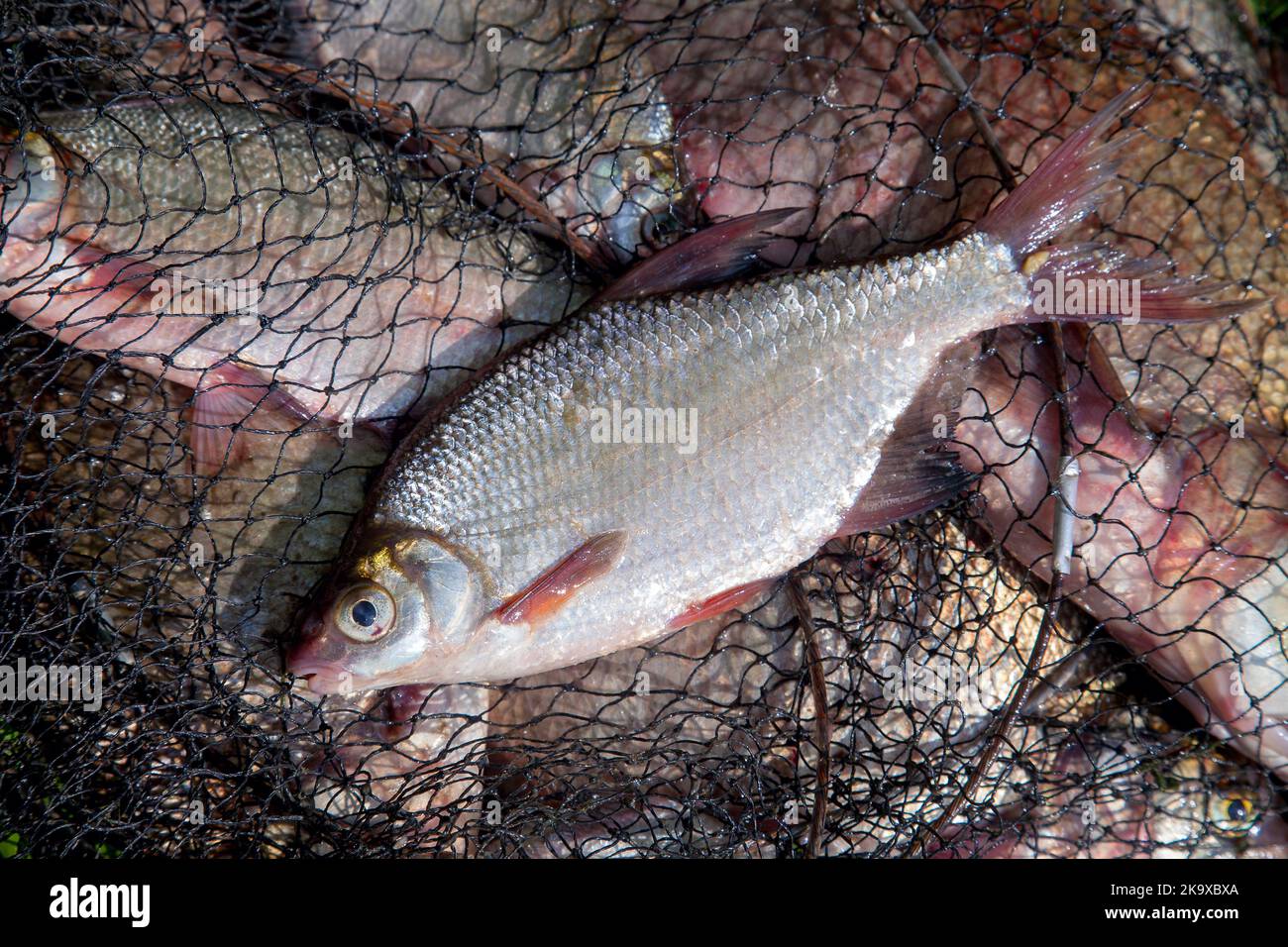 Carp breams hi-res stock photography and images - Alamy