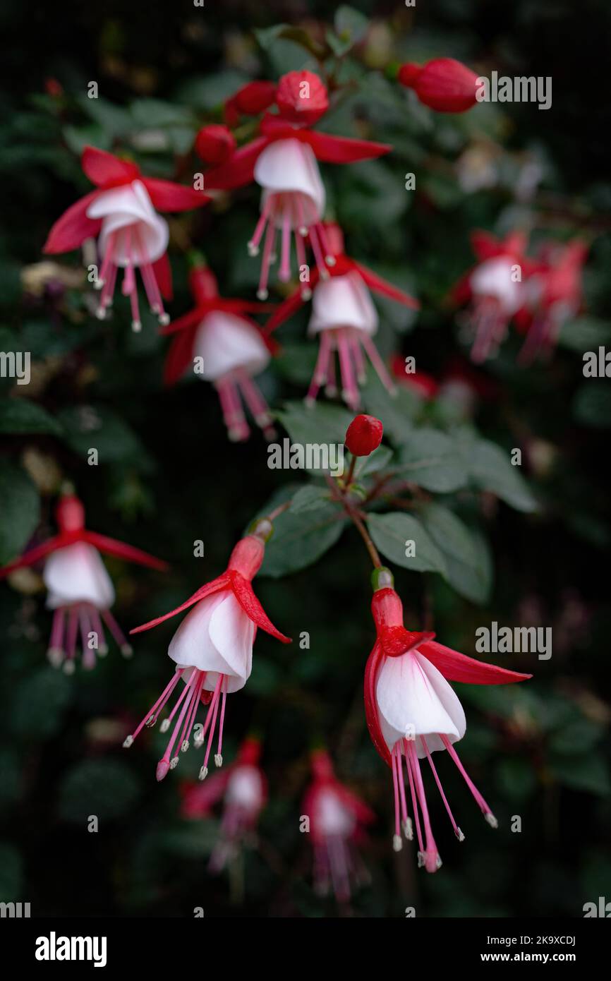 Fuchsia flowers portrait captured inside the Cloud Forest dome, in ...