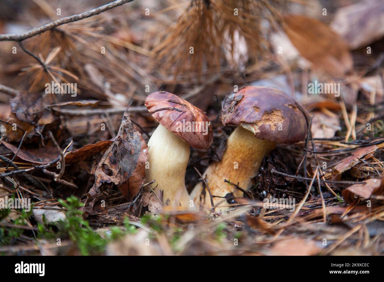 Close up view of double mushroom boletus badius known as imleria badia ...