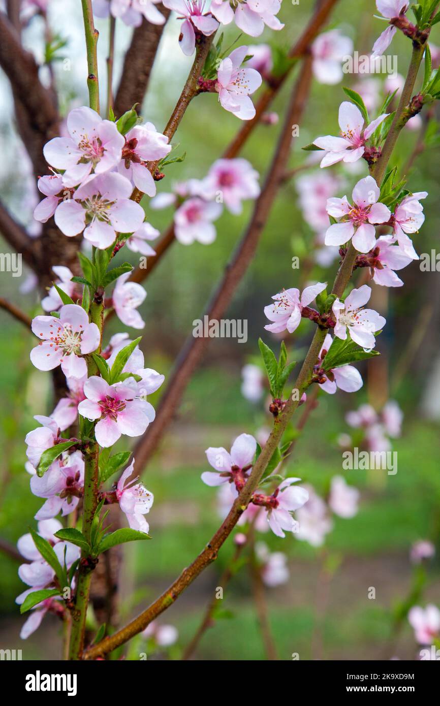 Fruit orchard at spring time with blossoming peach trees. Close up view ...