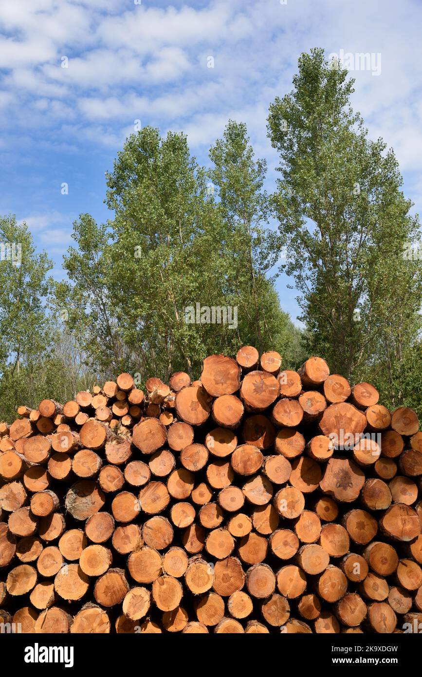 Pile of cut logs hi-res stock photography and images - Alamy