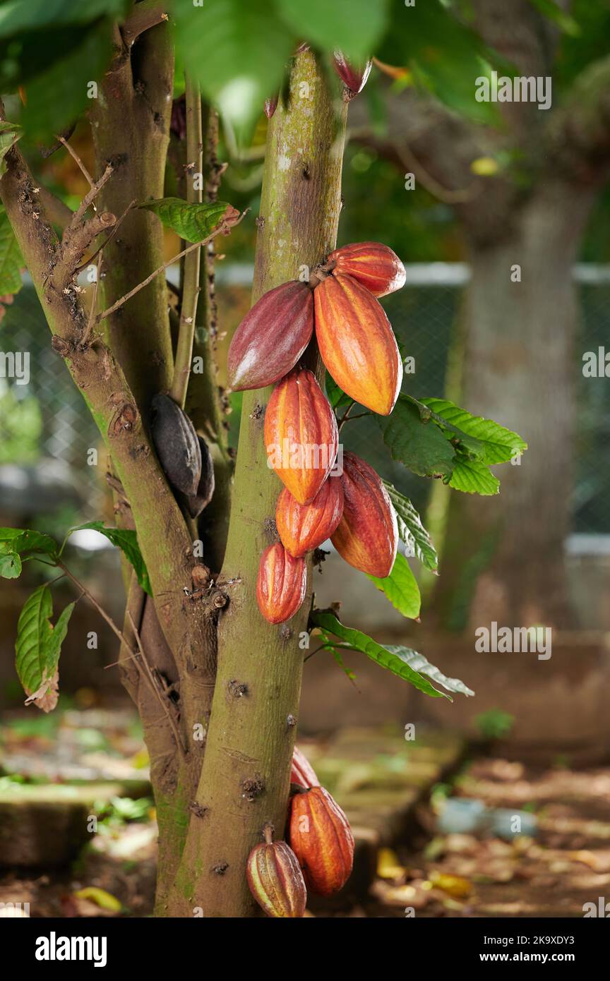 Cacao plant tree in agriculture farm on bright sunny day Stock Photo ...