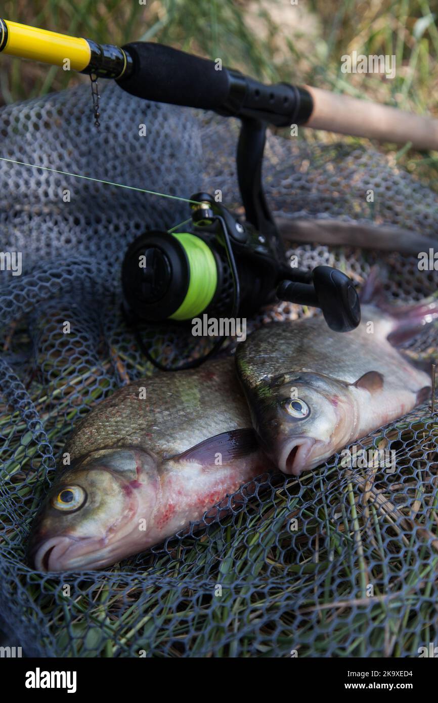 Catching fish - two big freshwater common bream known as bronze bream ...