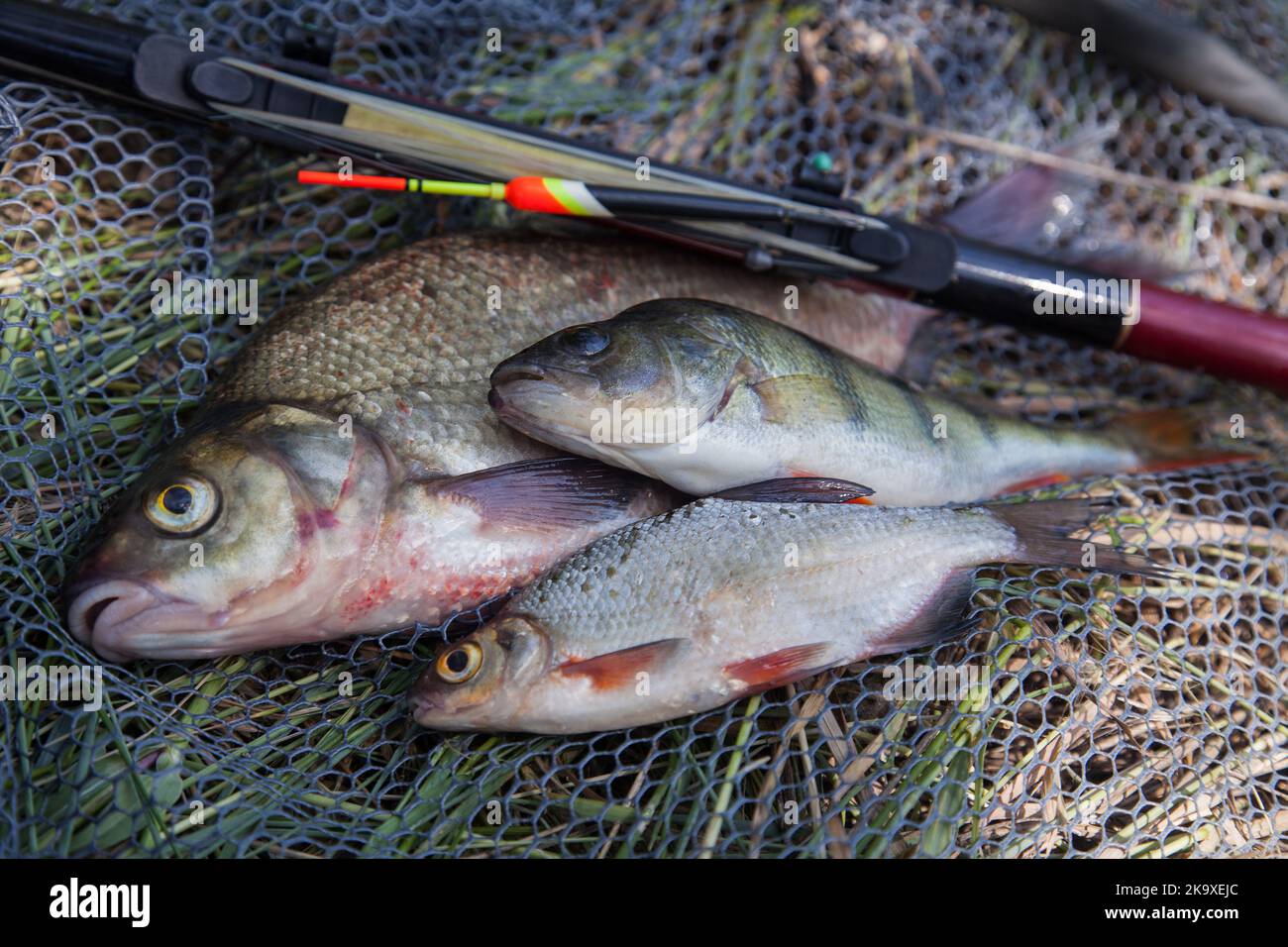 Catching fish - freshwater common bream known as bronze bream or carp ...
