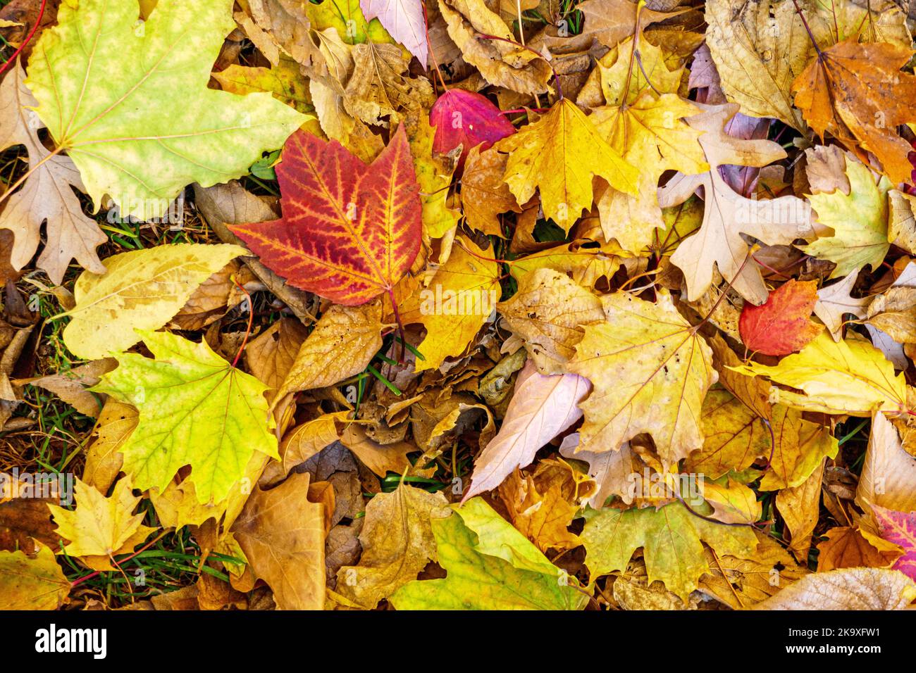 Colorful autumn leaves on ground, including leaves of the Norway and ...