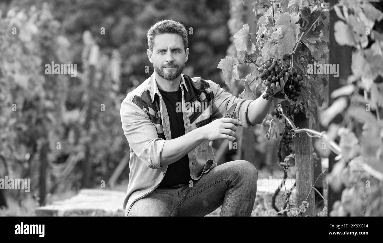 enologist with garden scissors. farmer cut grapevine. vinedresser ...