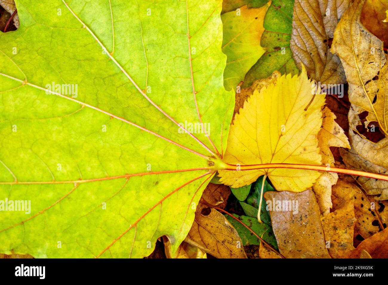 Colorful autumn leaves on ground Stock Photo - Alamy