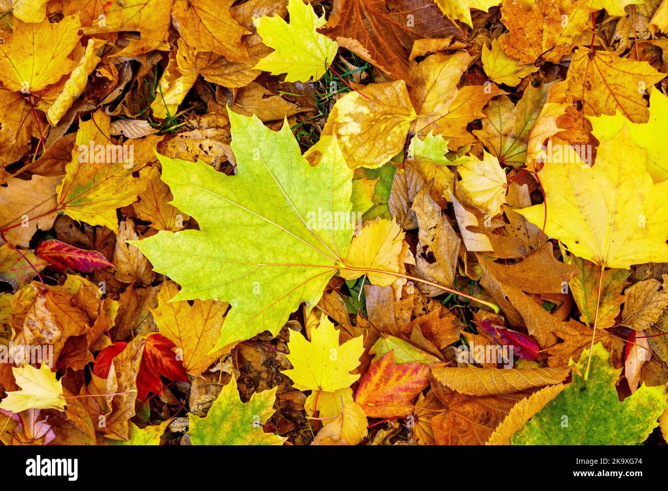 Colorful autumn leaves on ground Stock Photo - Alamy