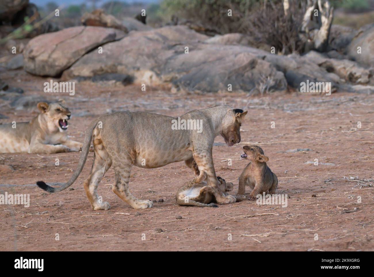 Lion (Panthera leo). A large cub (circa one year old) plays with two ...