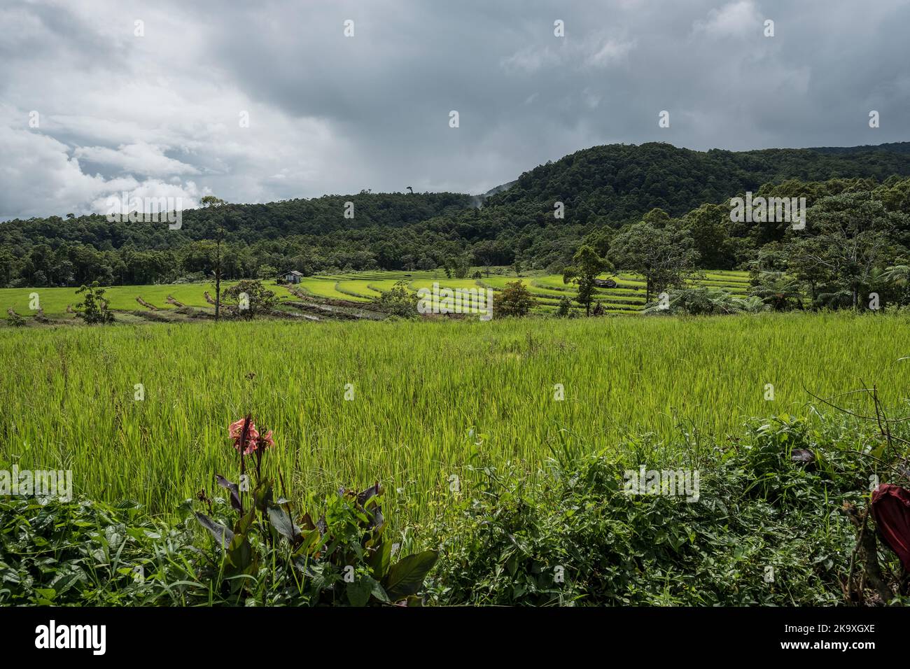 Aetas tribe, Negros island, Philippines, Asia Stock Photo - Alamy