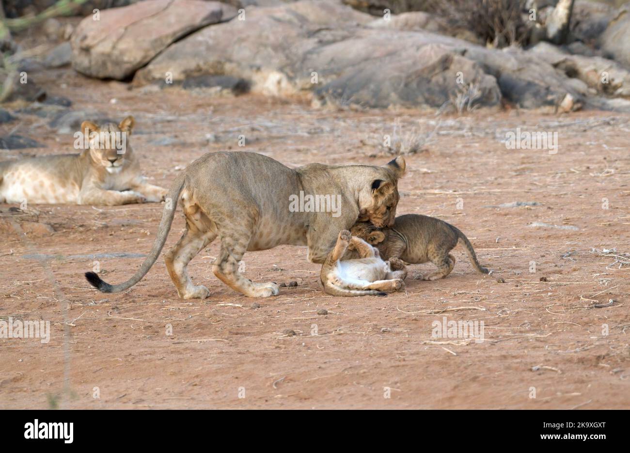 Lion (Panthera leo). A large cub (circa one year old) plays with two ...