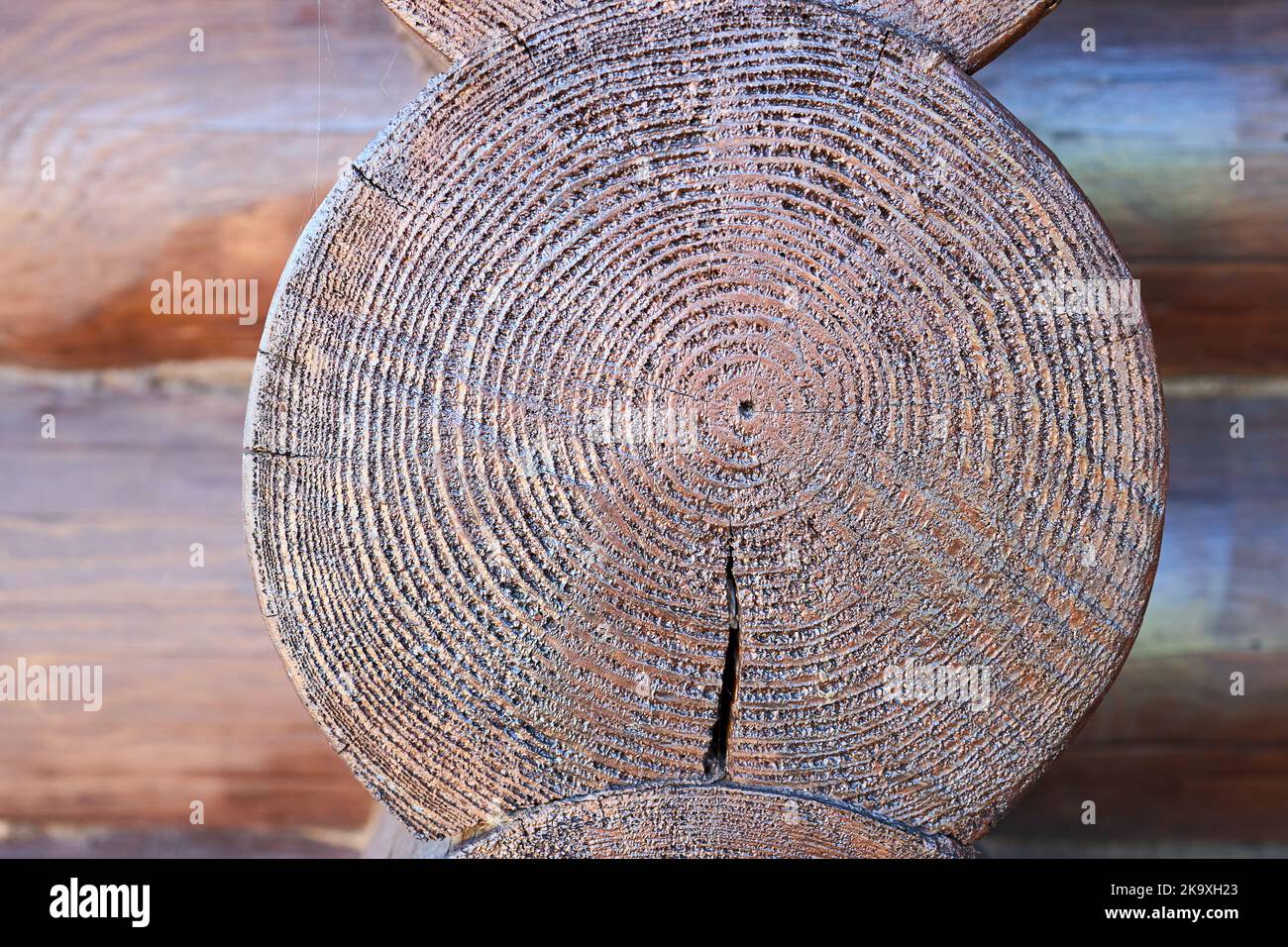 Painted vintage wood log stump cut. Selective focus oil painted ...