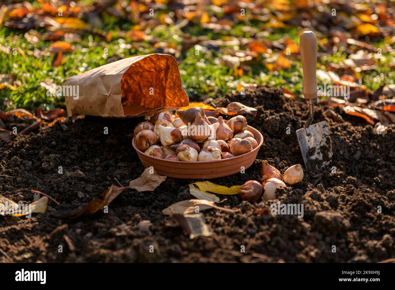 Planting tulip bulbs in a flower bed during a beautiful sunny autumn ...