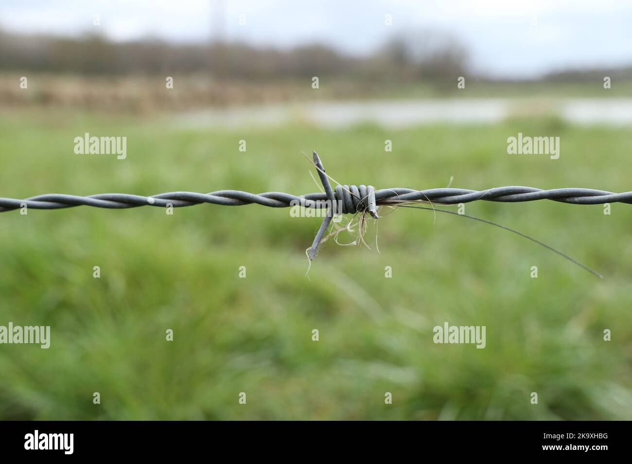 Wild Boar (Sus scrofa) Hair Caught on a Barbed Wire Fence Where the ...