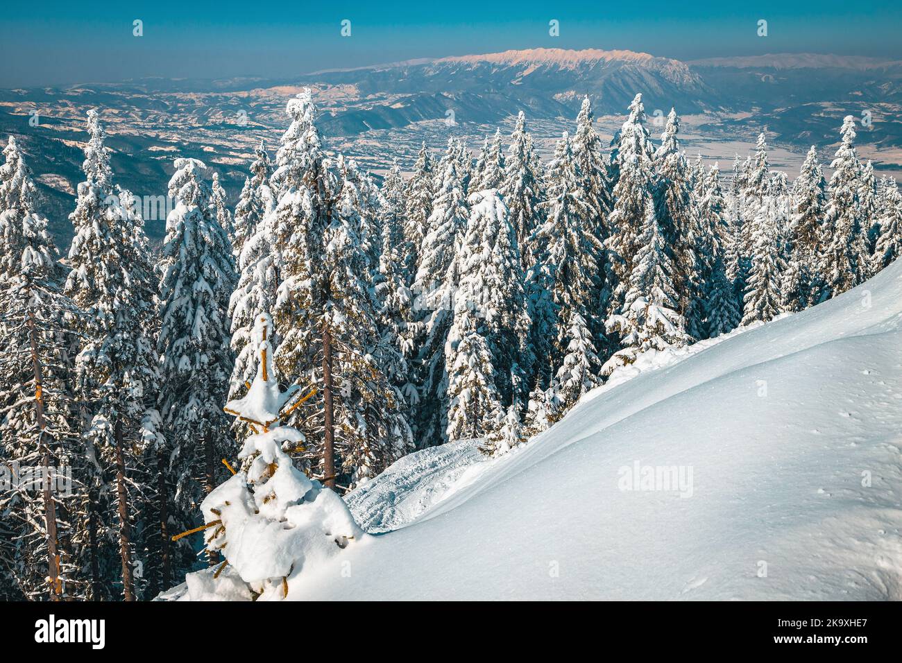 Majestic winter landscape with snow covered pine trees and forest on ...